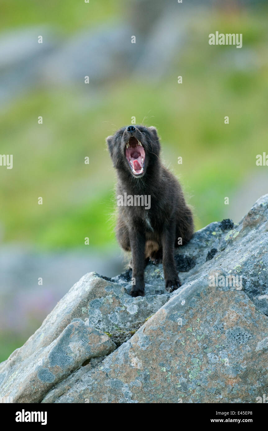 Yawning arctic fox High Resolution Stock Photography and Images - Alamy
