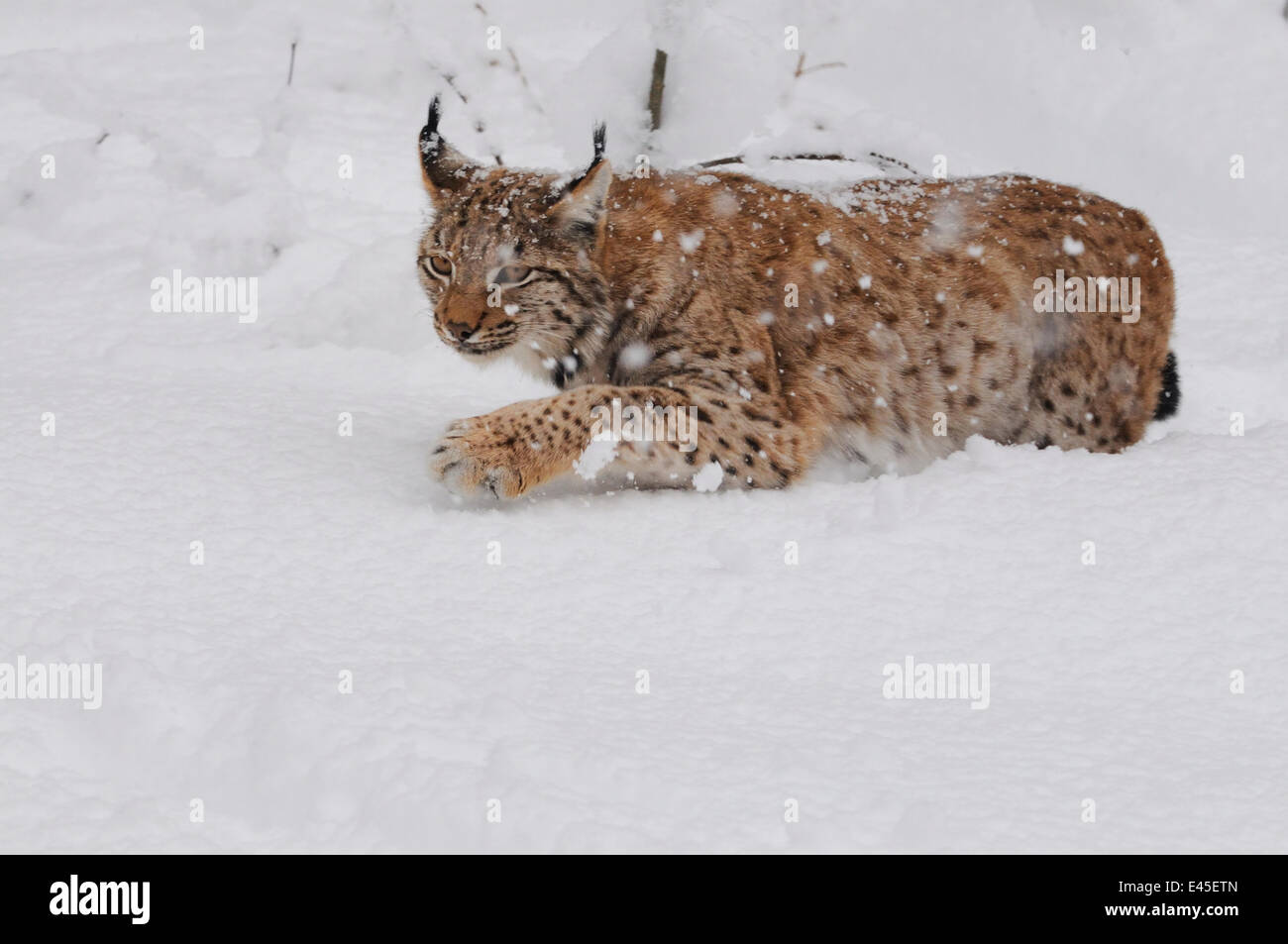 Eurasian lynx (Lynx lynx) walking through snow, captive, Bayerischer ...