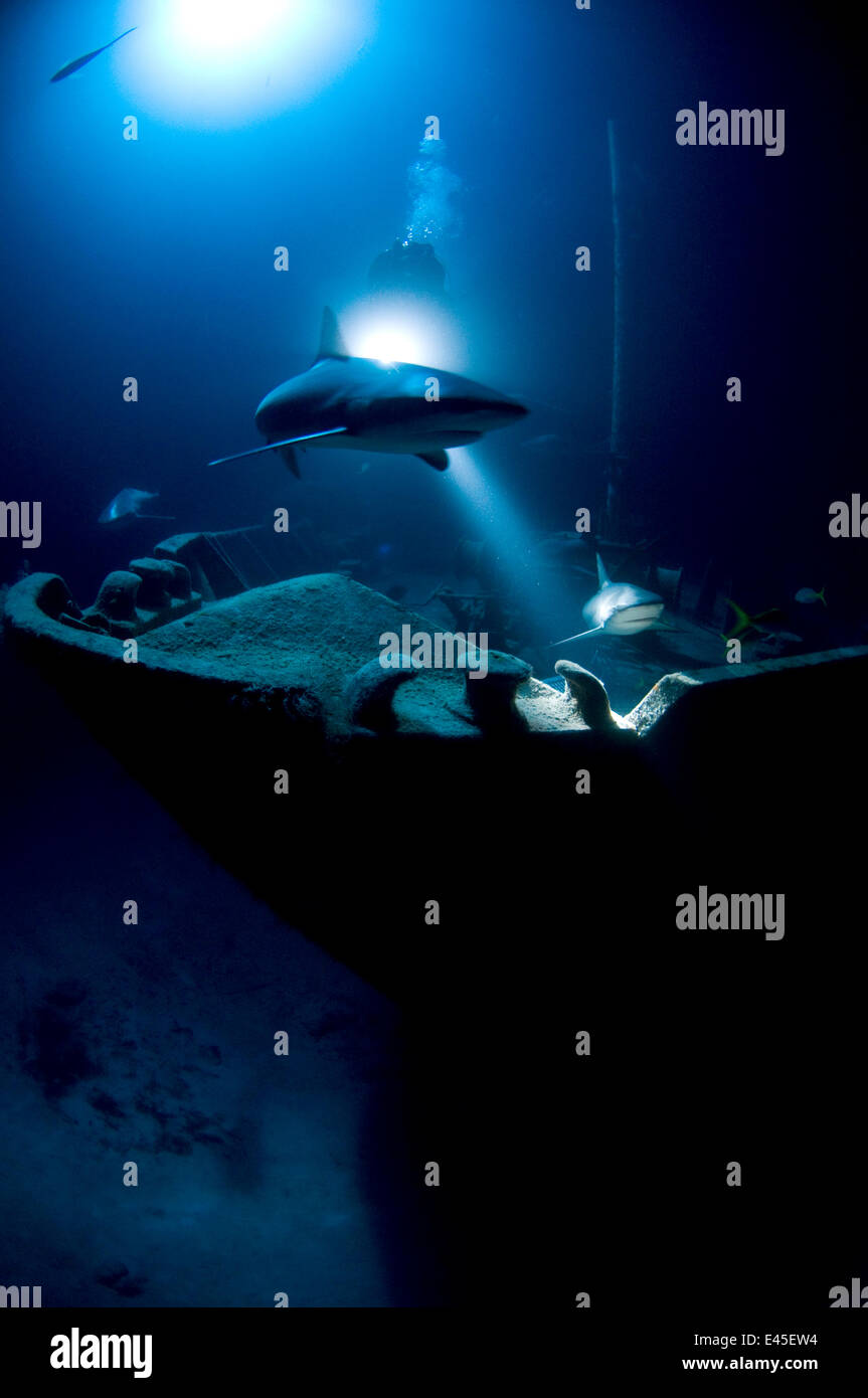 Caribbean reef sharks (Carcharhinus perezi) at night on wreck of the ...