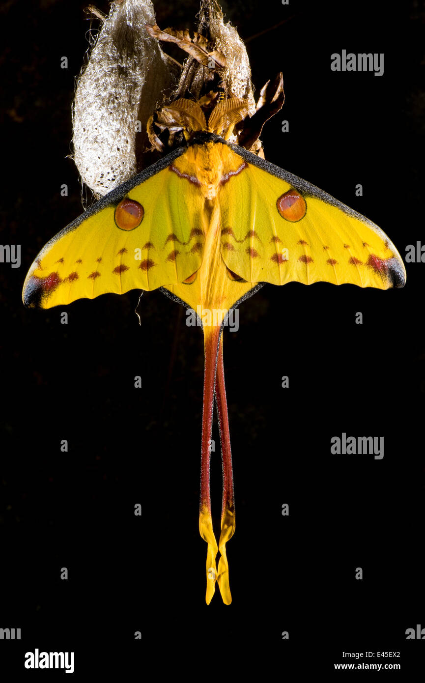 Madagascar moon / Comet moth (Argema mittrei) beside coccoon, captive ...