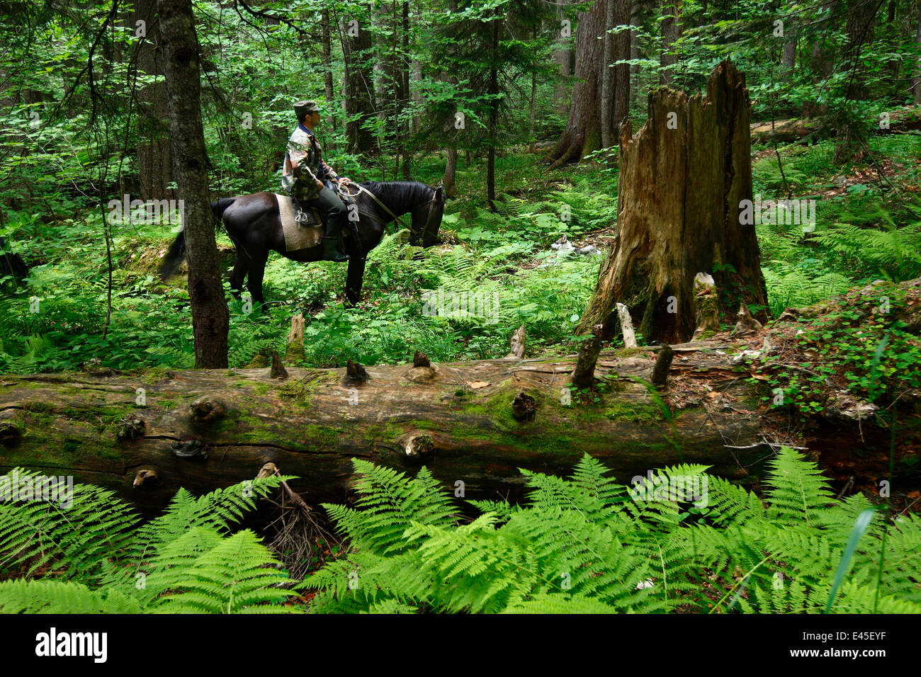 Park ranger, Ramazan Khubiev, on horseback in an old Nordmann fir ...