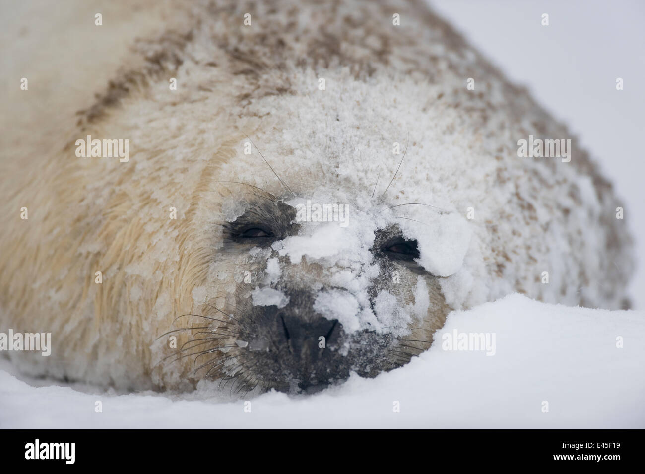 Baby Animals In Snow