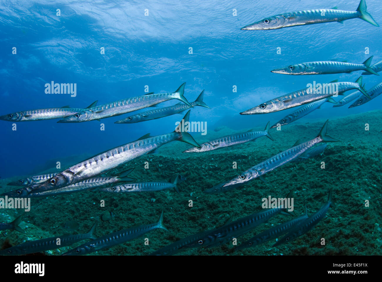 Striped / Mediterranean barracuda (Sphyraena sphyraena) shoal over ...