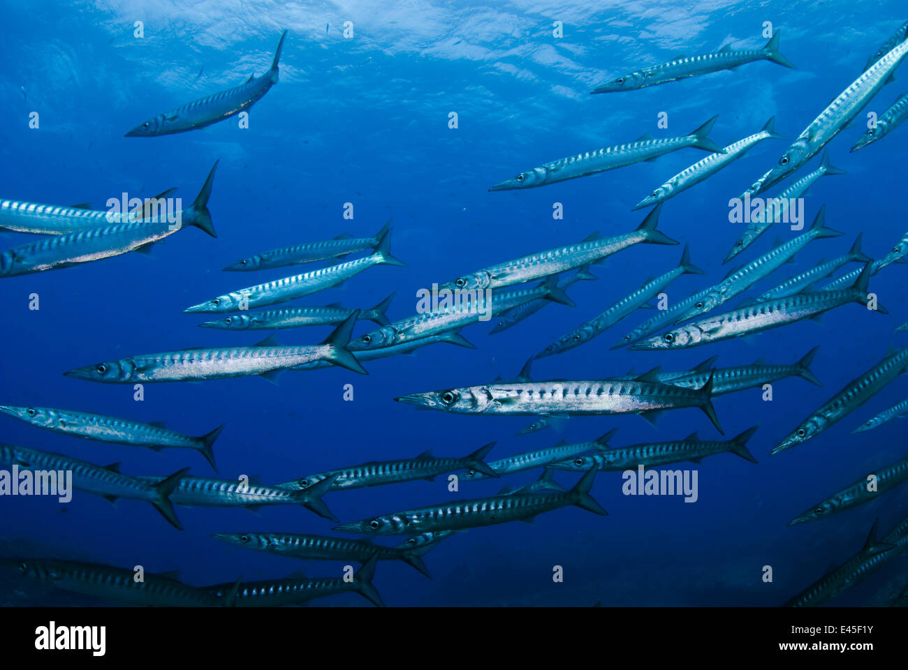 European barracuda sphyraena sphyraena hi-res stock photography and ...