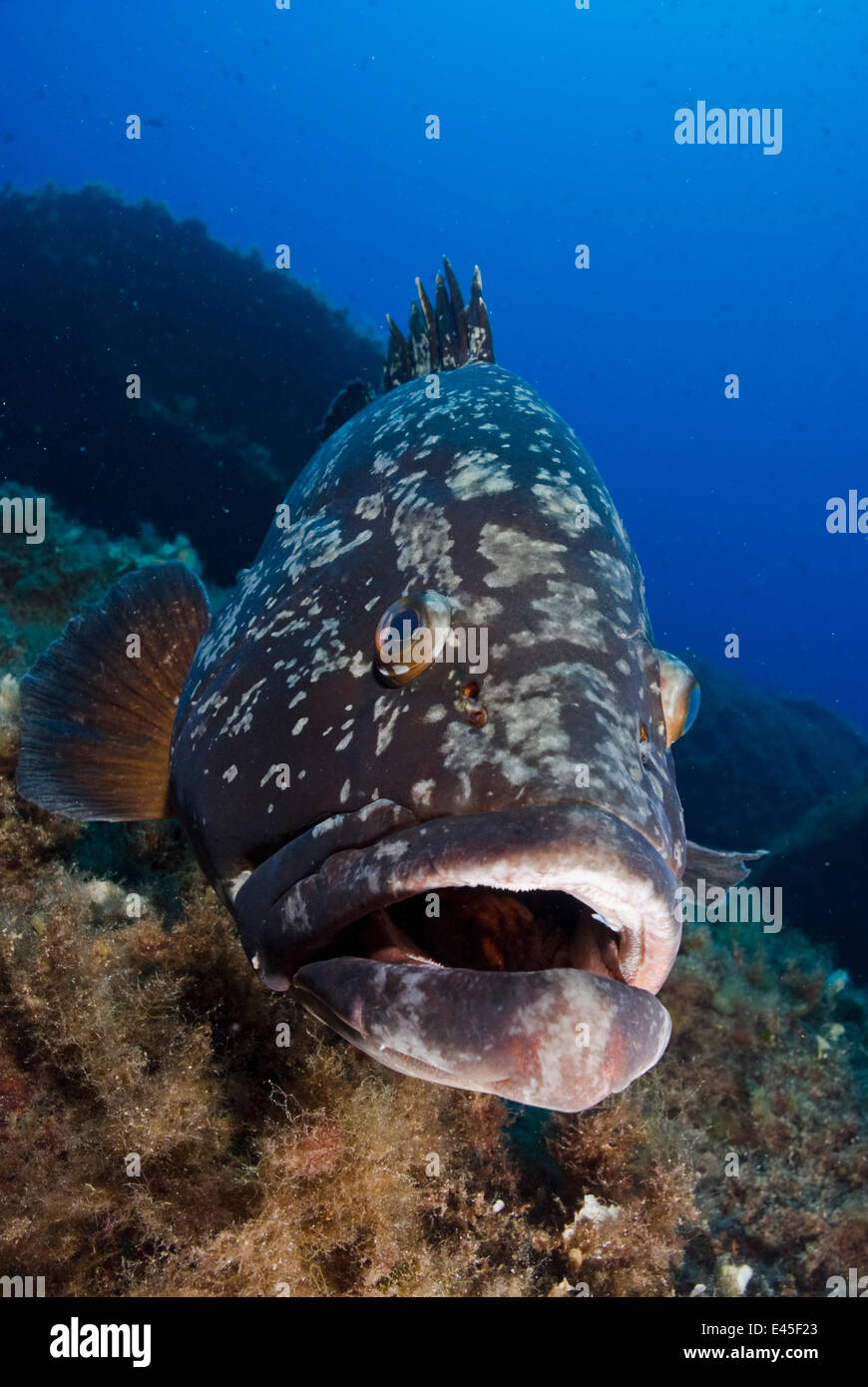 Dusky grouper (Epinephelus marginatus) 'Merouville' ('grouper City ...