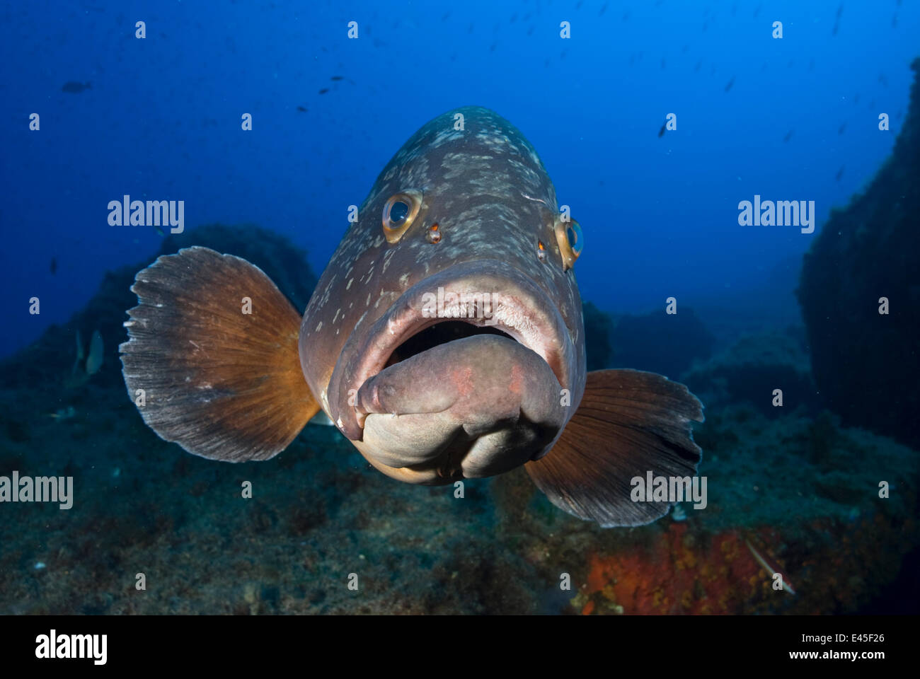 Dusky grouper (Epinephelus marginatus) 'Merouville' ('grouper City ...