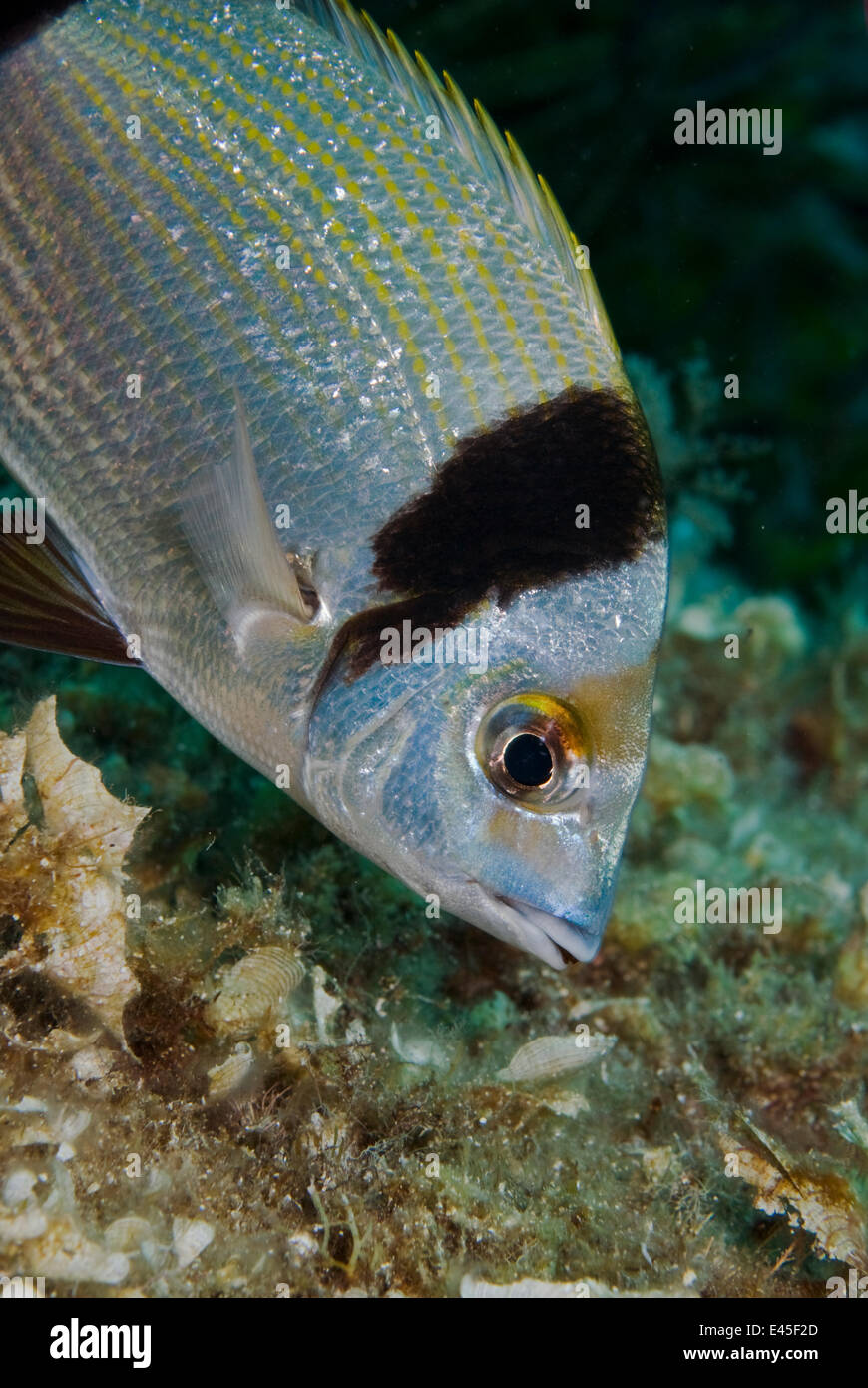 Two-banded Seabream (Diplodus vulgaris) 'Turtle Rock', Passage du ...