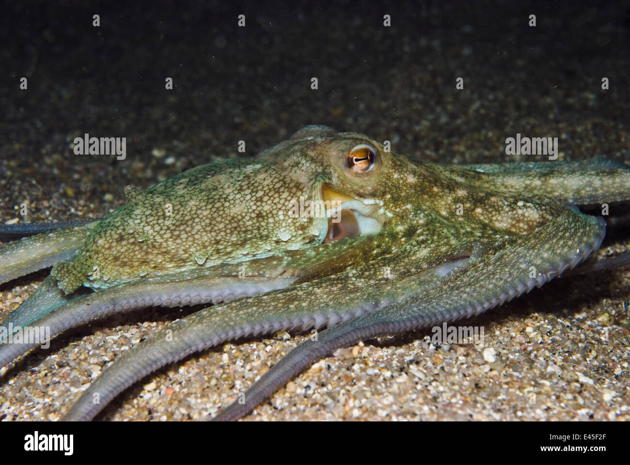 Common octopus (Octopus vulgaris) hunting at night, Elephant Bay ...