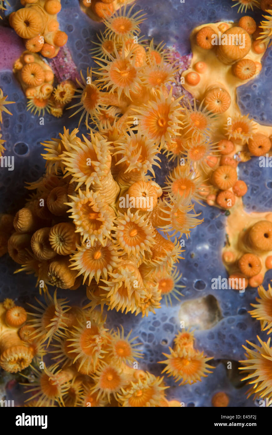 Yellow encrusting anemones (Parazoanthus axinellae) and sponge, 'Turtle ...