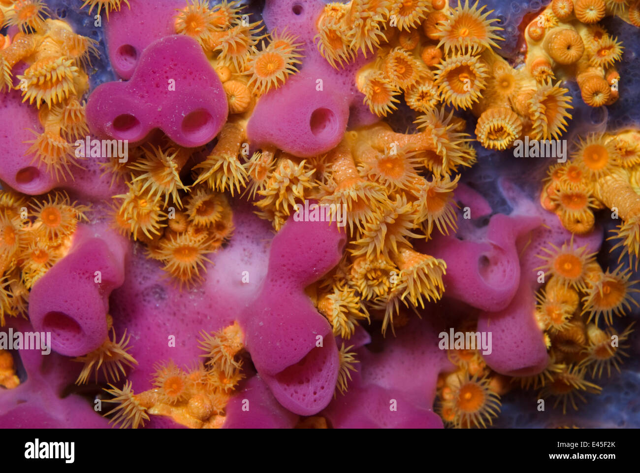 Yellow encrusting anemones (Parazoanthus axinellae) and sponge ...