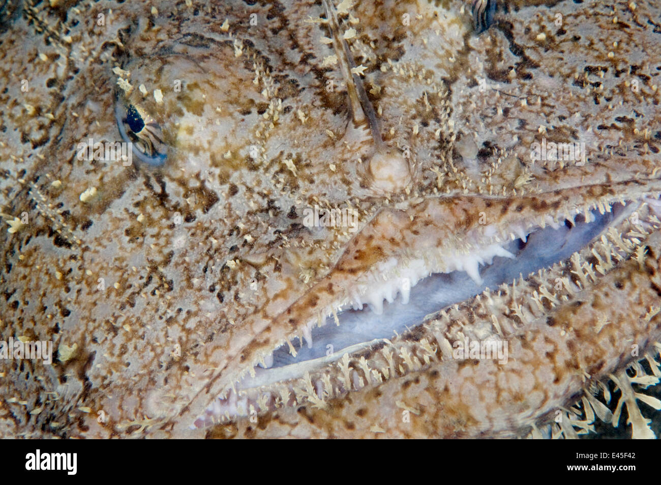 Monkfish / Allmouth (Lophius piscotorius) close-up of face, Lofoten ...