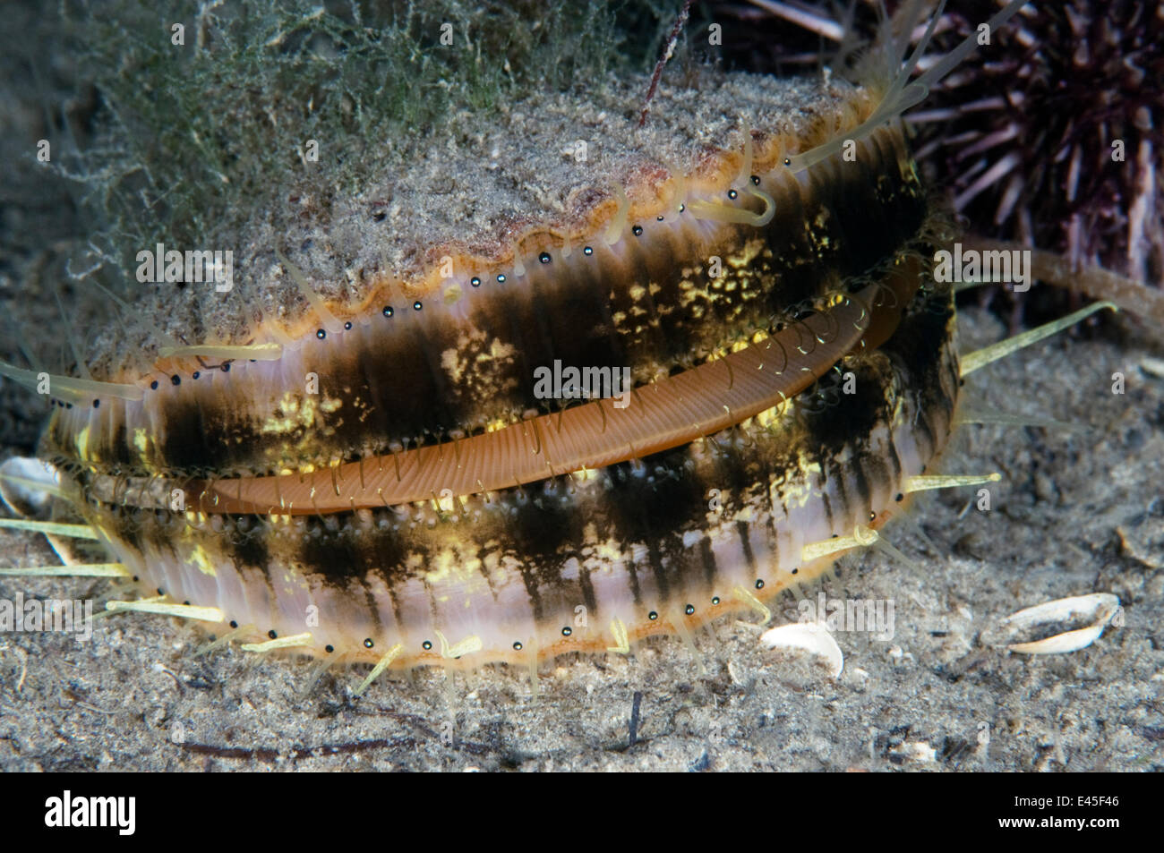 Live Scallops Swimming