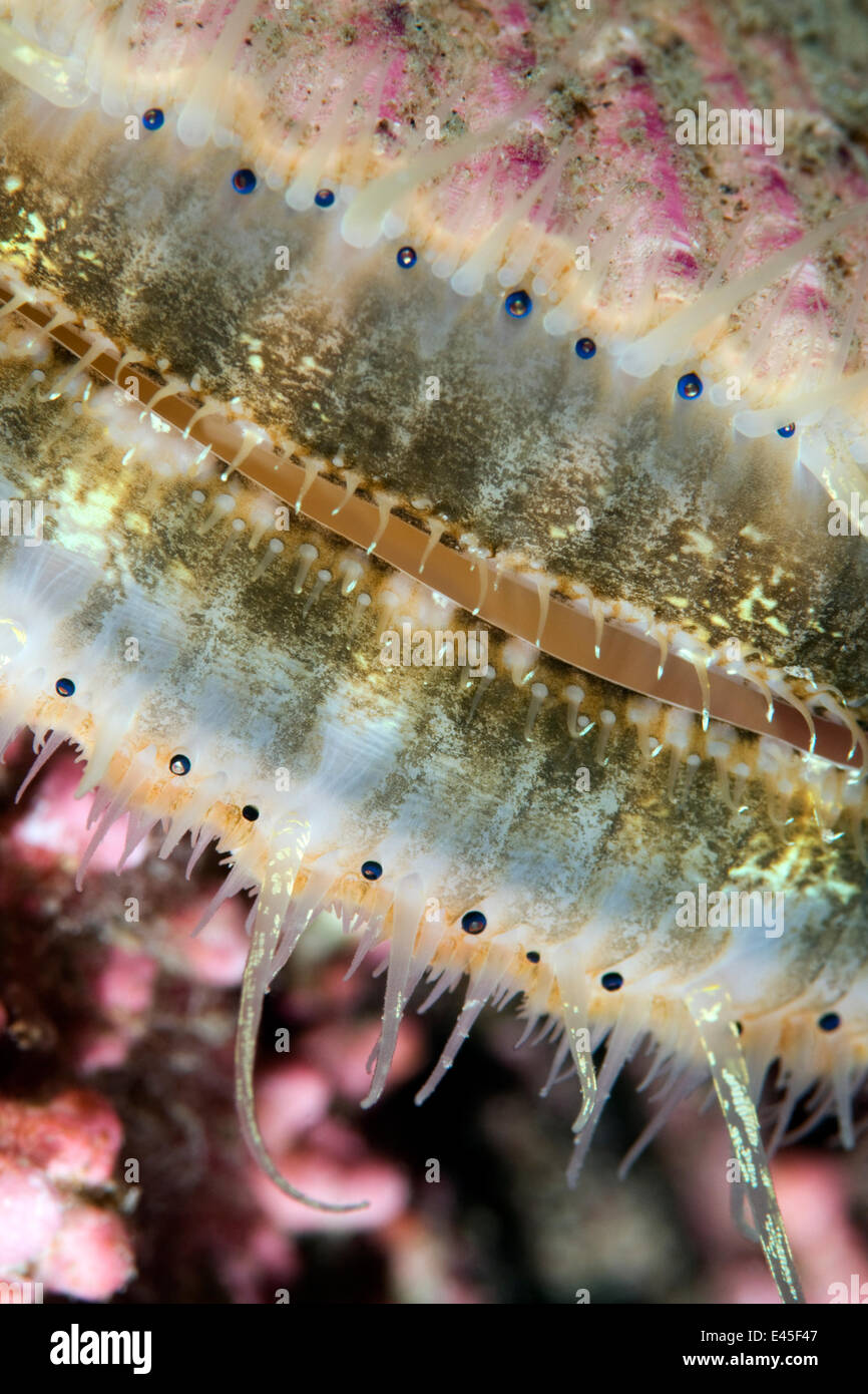 Chlamys opercularis hi-res stock photography and images - Alamy