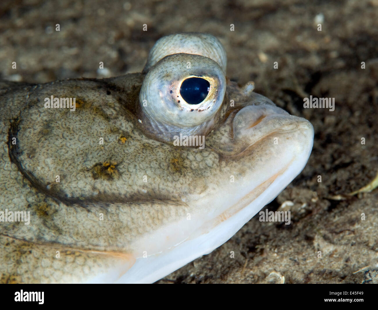 Limanda hi-res stock photography and images - Alamy