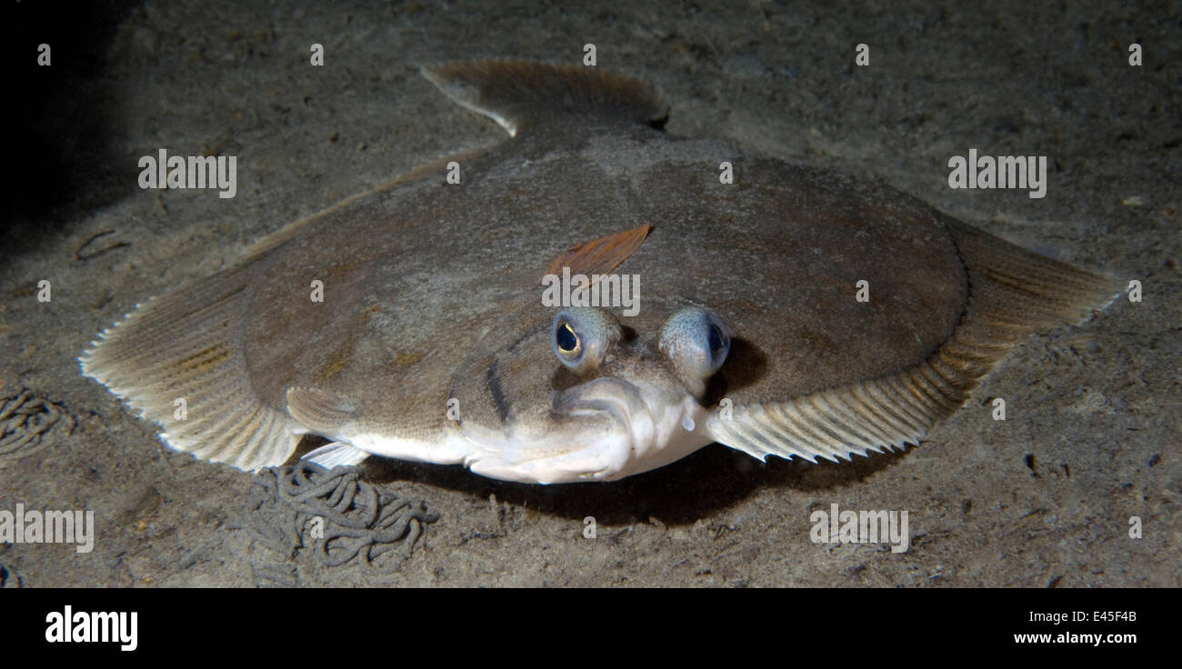 Limanda hi-res stock photography and images - Alamy