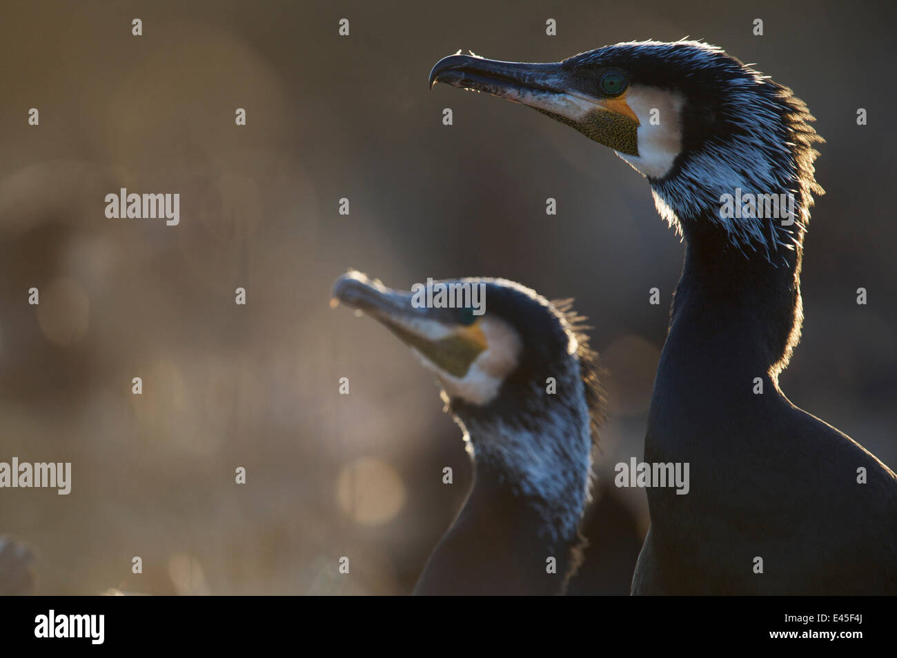 Common / Great cormorant (Phalacrocorax carbo sinensis) profile ...