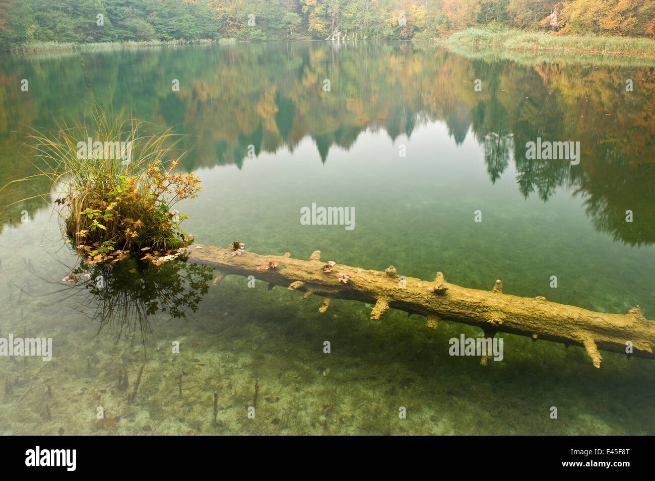 Sunken tree trunk with vegetation in Batinovac lake, Upper Lakes ...