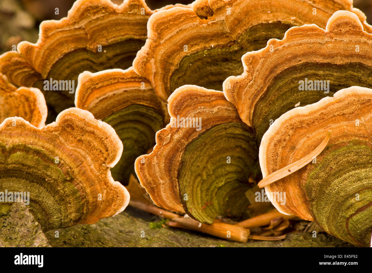 Coriolus versicolor hi-res stock photography and images - Alamy