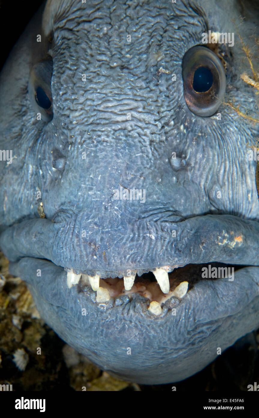 Wolf Eel Face
