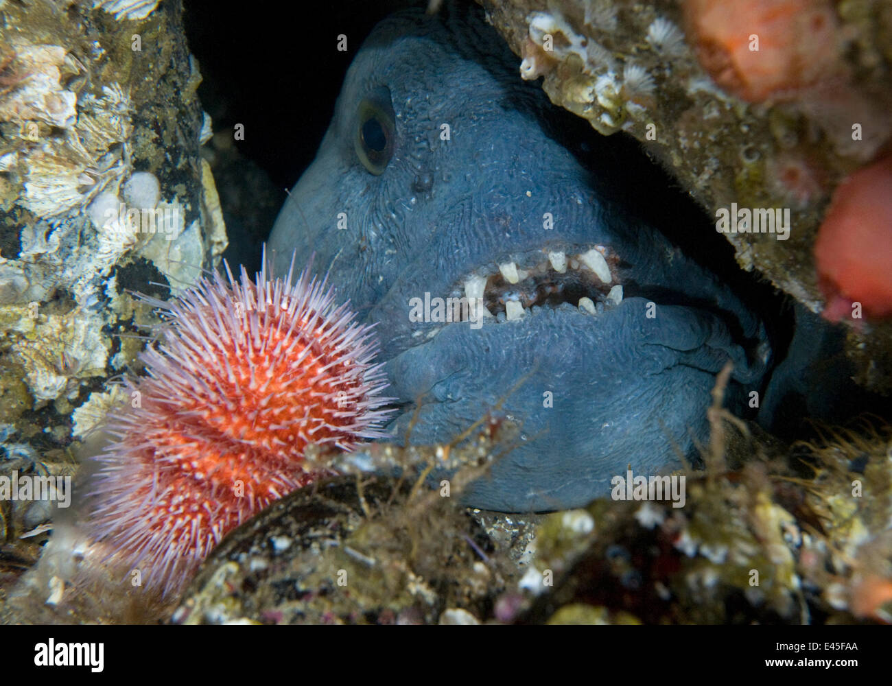 Atlantic wolffish (Anarhichas lupus) approaching Sea urchin ...