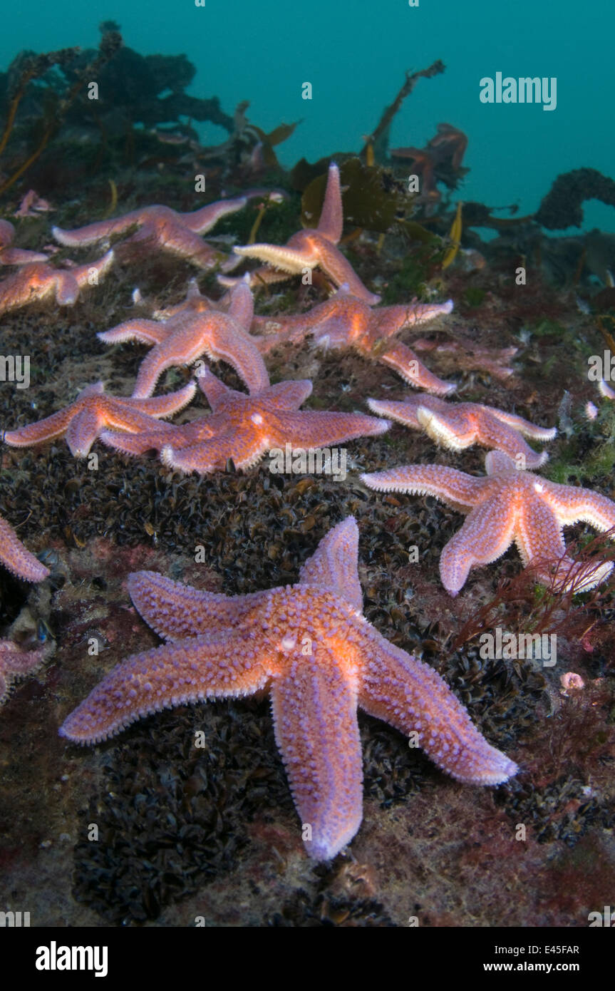 Common starfish (Asterias rubens) group, Saltstraumen, Bodö, Norway ...