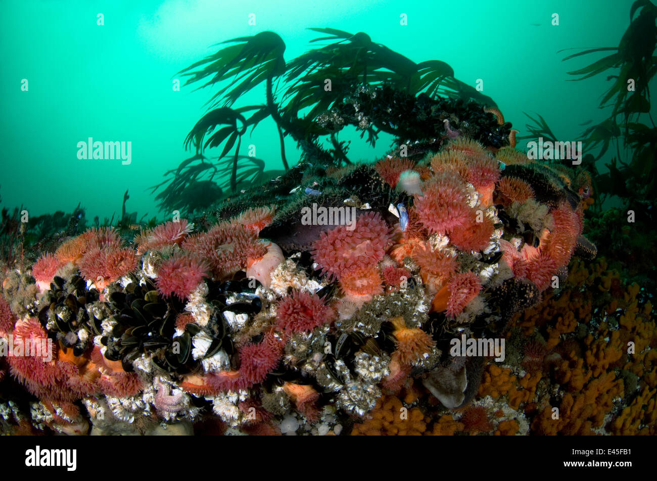 Marine life travel hi-res stock photography and images - Alamy