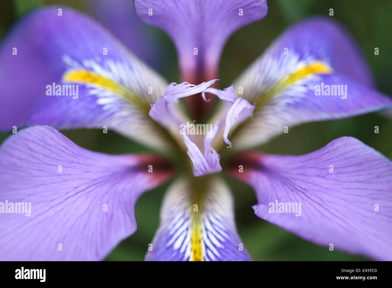 Iris mary barnard hi-res stock photography and images - Alamy