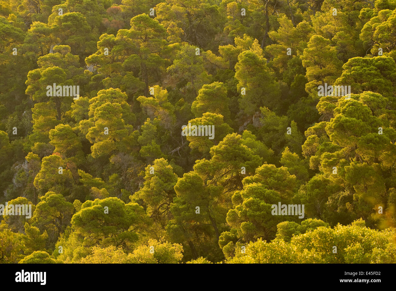 Pine trees, at dawn, Alonissos island, Greece, September 2008 Stock ...