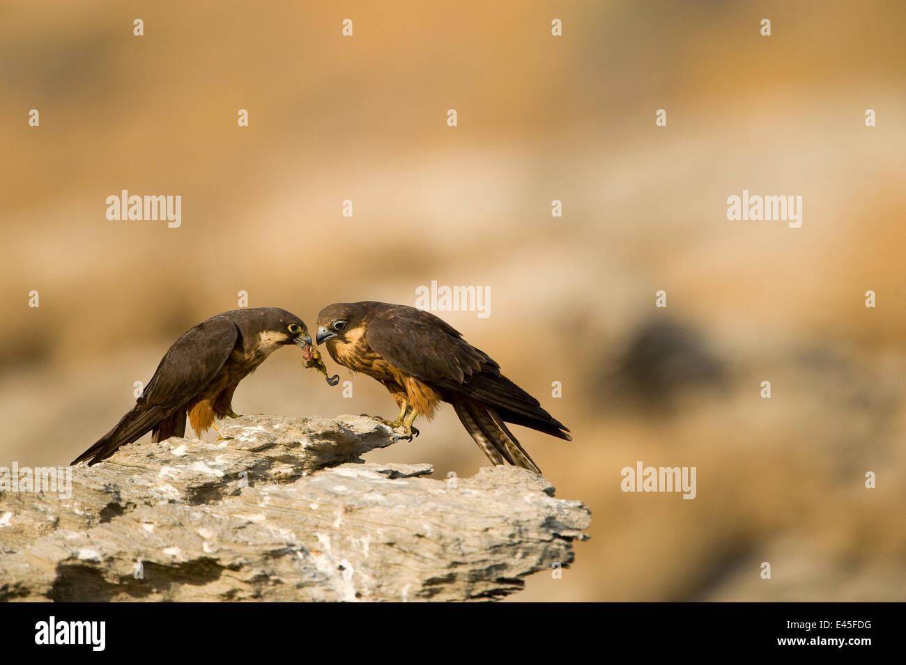 Falcon pair hi-res stock photography and images - Alamy