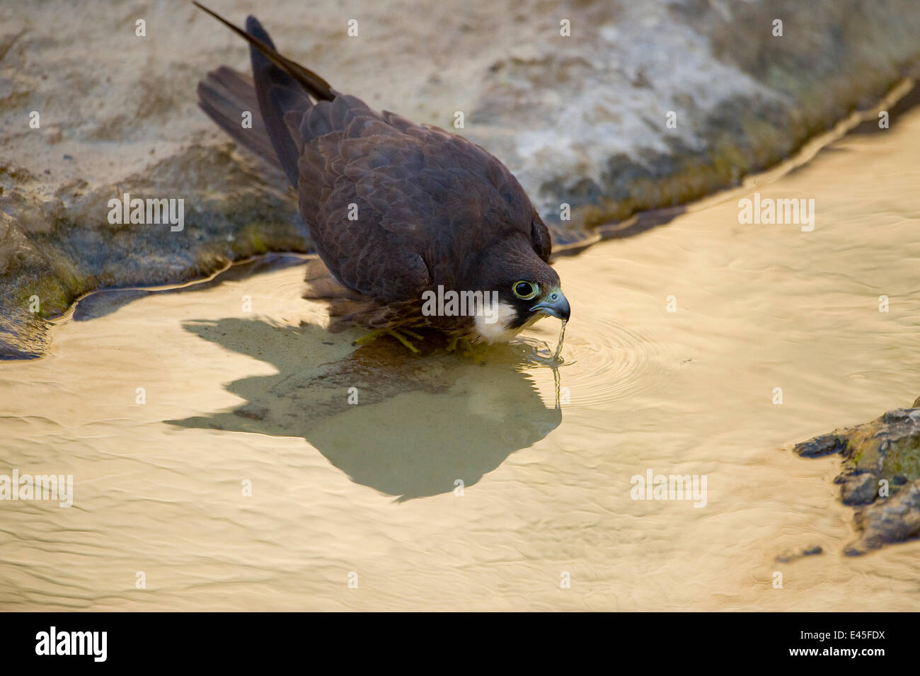 Eleonora's falcon (Falco eleonorae) drinking, Antikythera, Greece ...