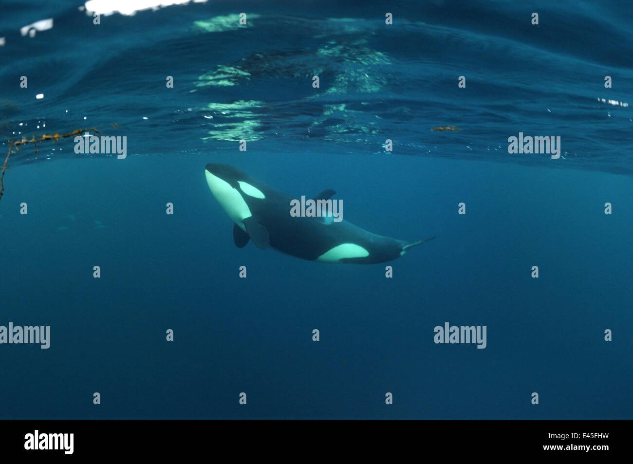 Killer whale below hi-res stock photography and images - Alamy