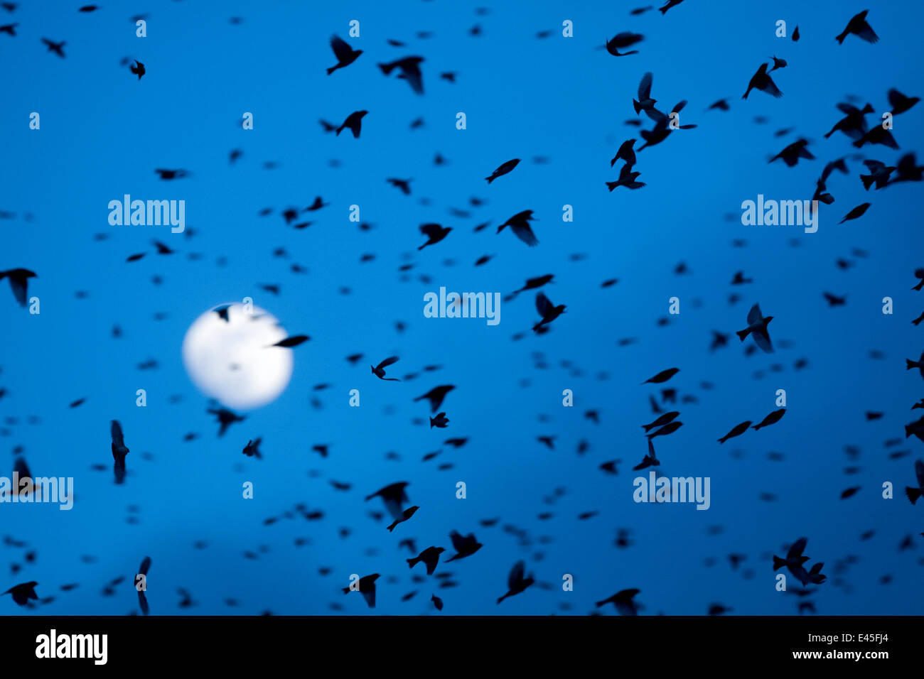 Brambling flying hi-res stock photography and images - Alamy