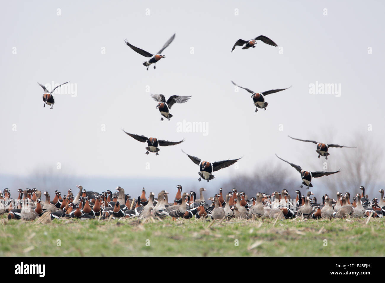 Red breasted geese (Branta ruficollis) on ground with some flying ...