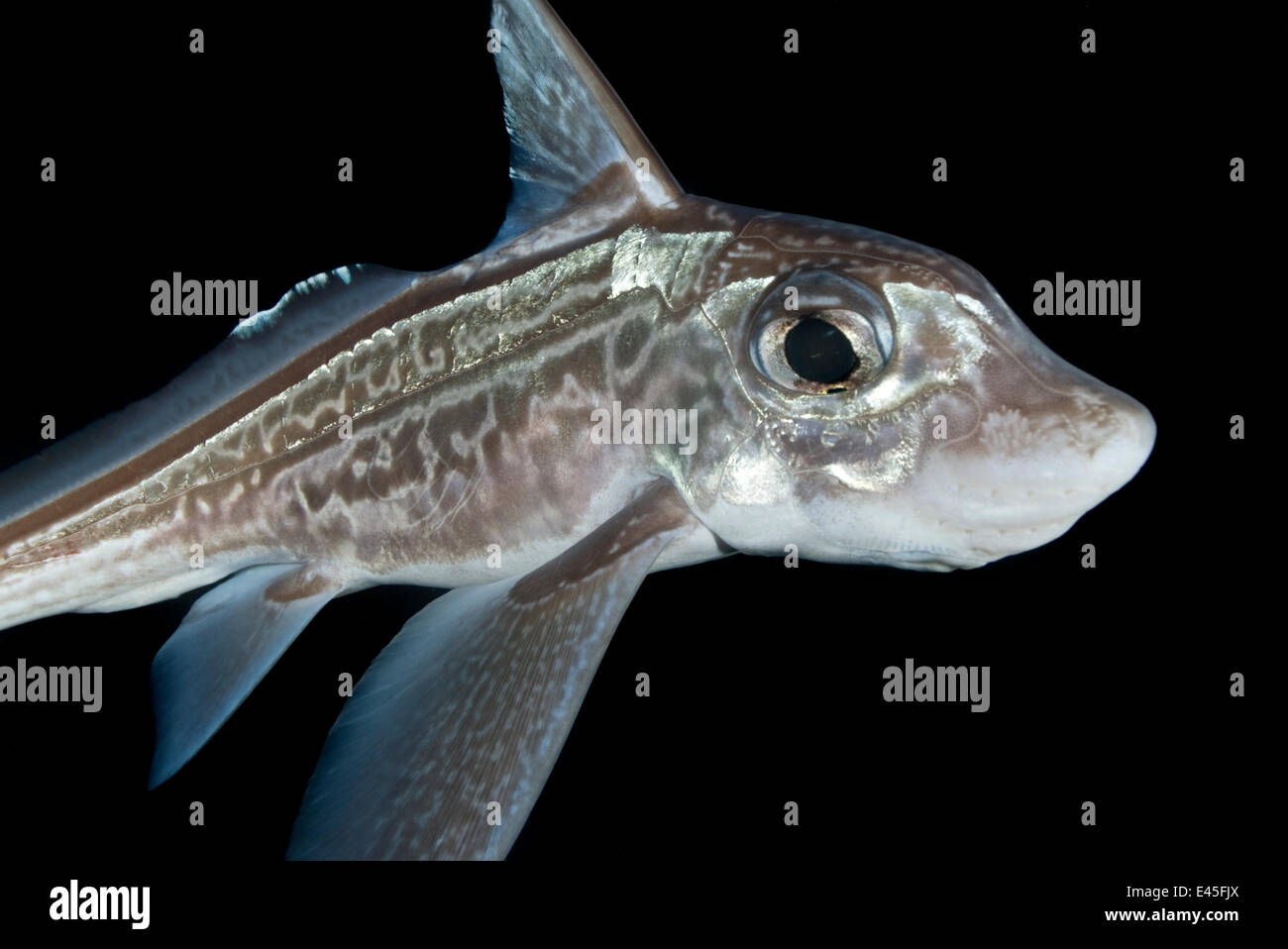 Ratfish hi-res stock photography and images - Alamy