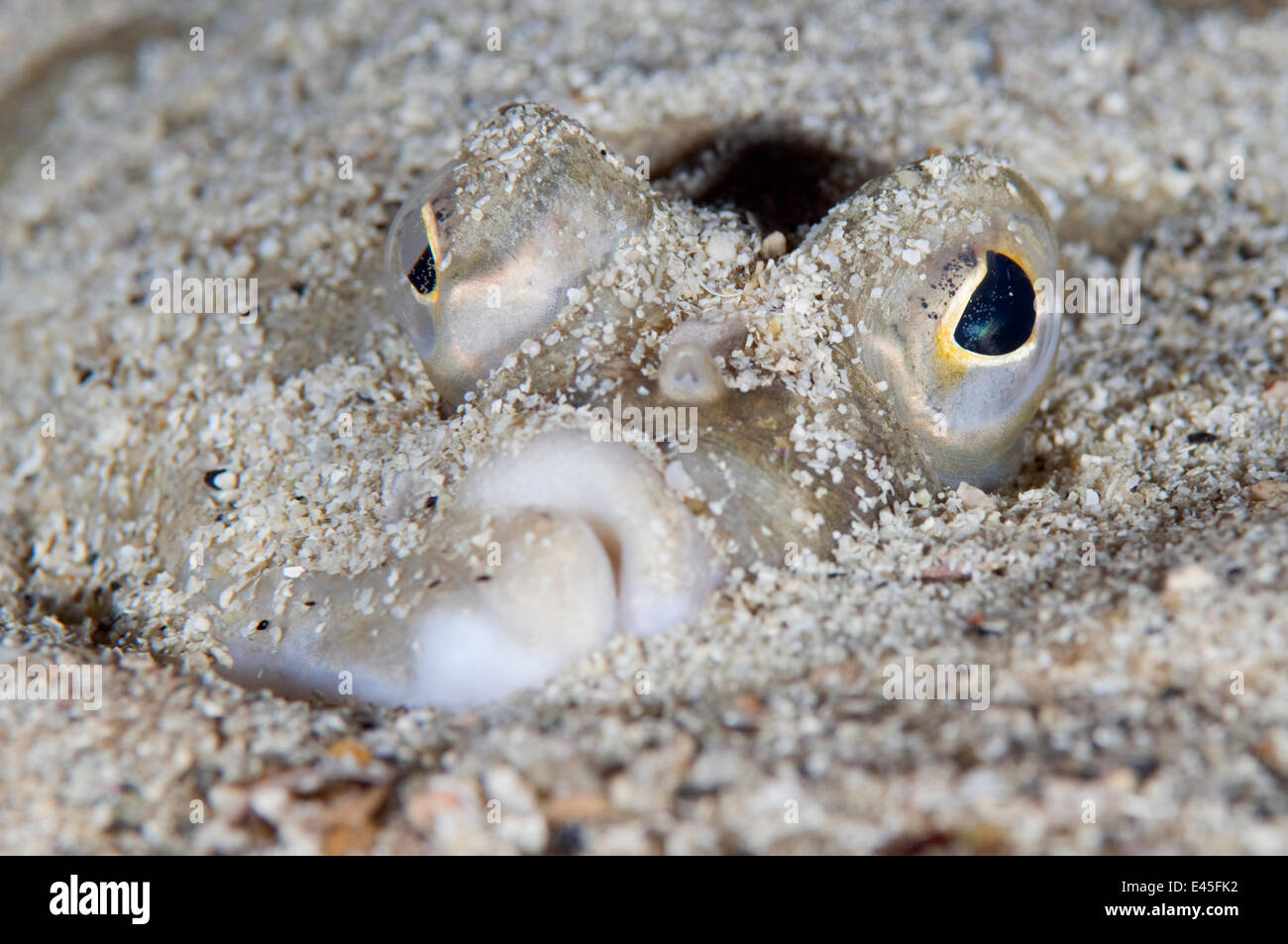 European plaice (Pleuronectes platessa) in sand on seabed, Moere ...