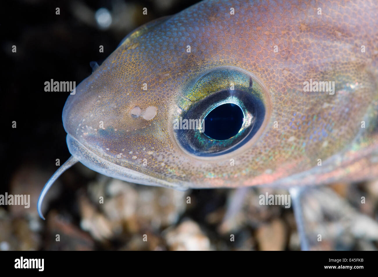 Poor cod (Trisopterus minutus) portrait, Trondheimsfjorden, Norway ...