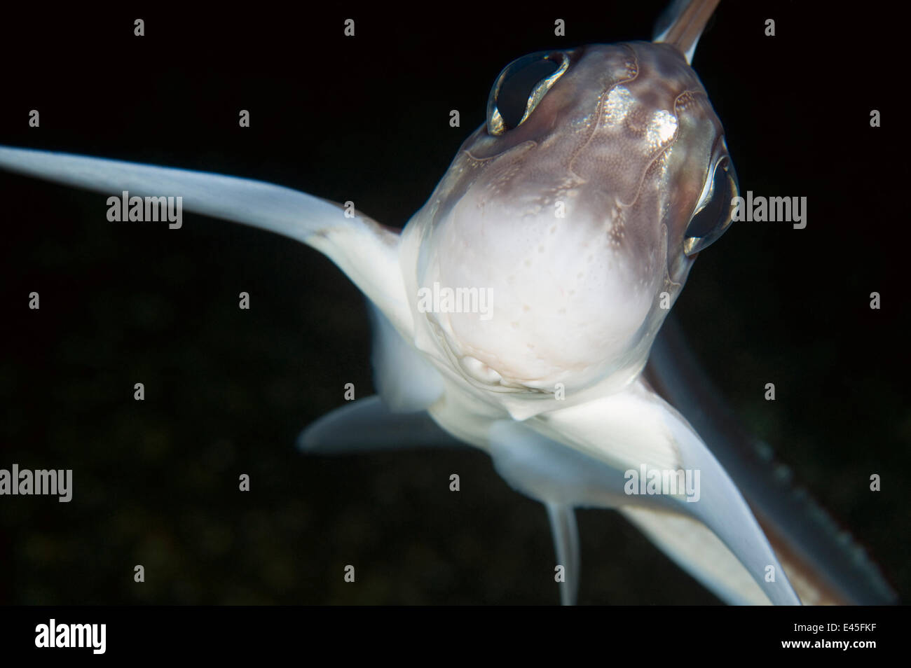 Chimaera shark hi-res stock photography and images - Alamy