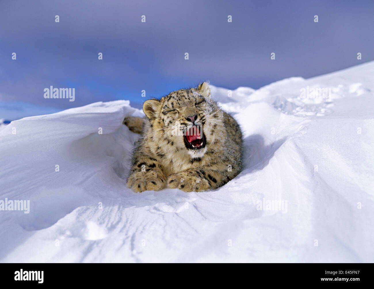 Snow leopard (Panthera uncia) cub yawning, lying on snow, captive, USA ...