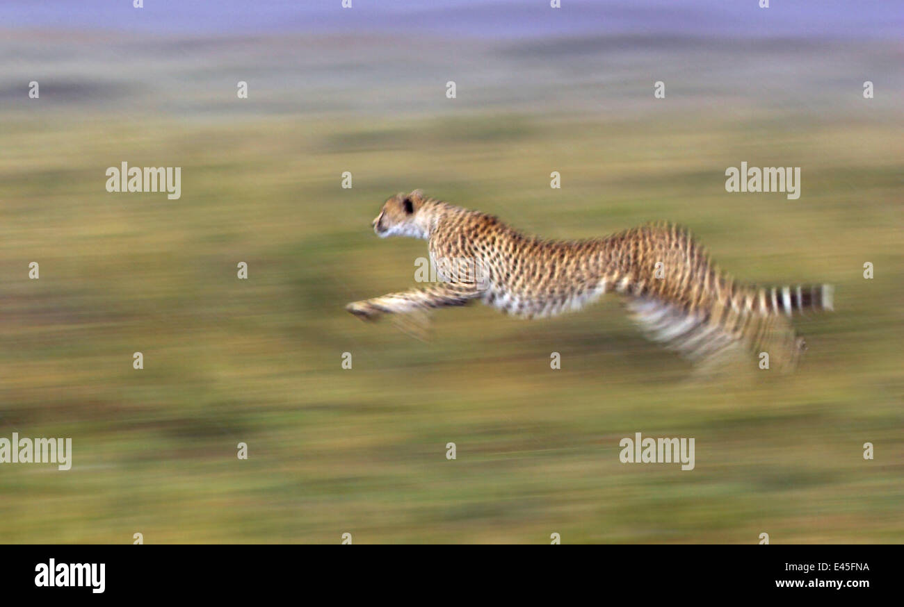 Cheetah hunts hi-res stock photography and images - Alamy