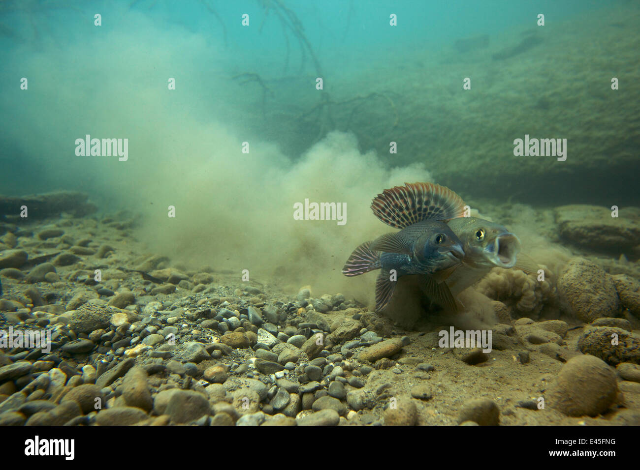 European grayling (Thymallus thymallus) pair spawning, male on the left ...