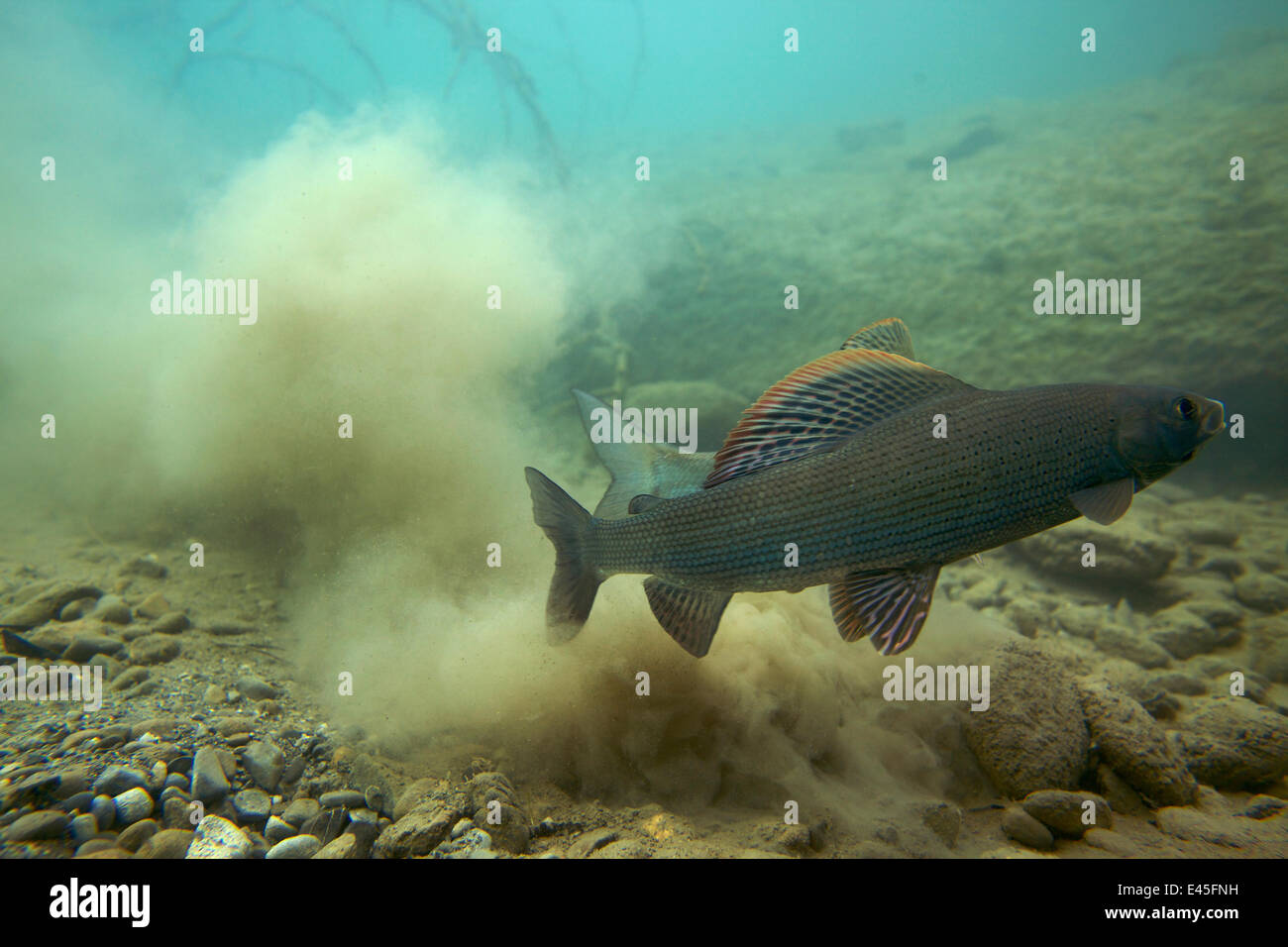 European grayling (Thymallus thymallus) just after spawning, male in ...