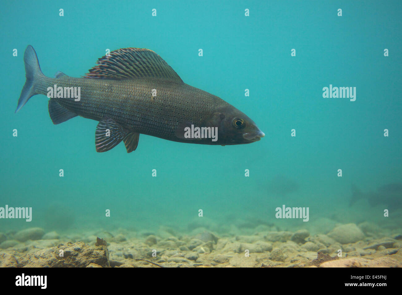 Spawning grayling hi-res stock photography and images - Alamy