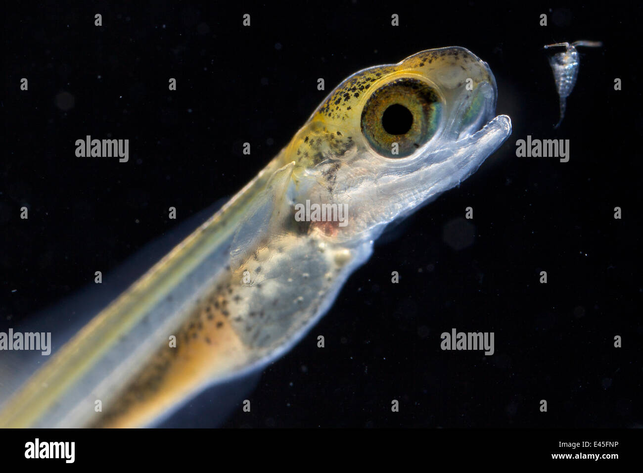 European grayling (Thymallus thymallus) alevin, 13 days, feeding on ...