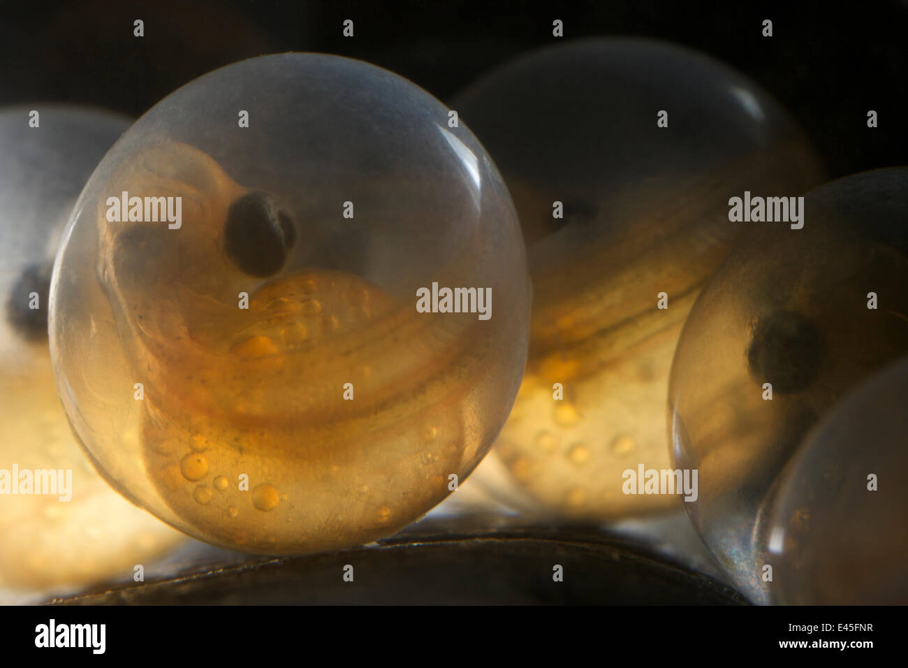 European grayling thymallus thymallus hi-res stock photography and ...