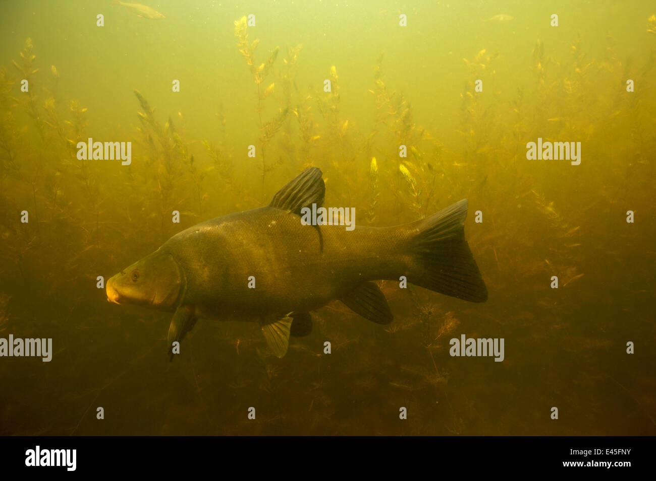 Tench (Tinca tinca) in peat pond, Fribourg, Switzerland, May 2009 Stock ...