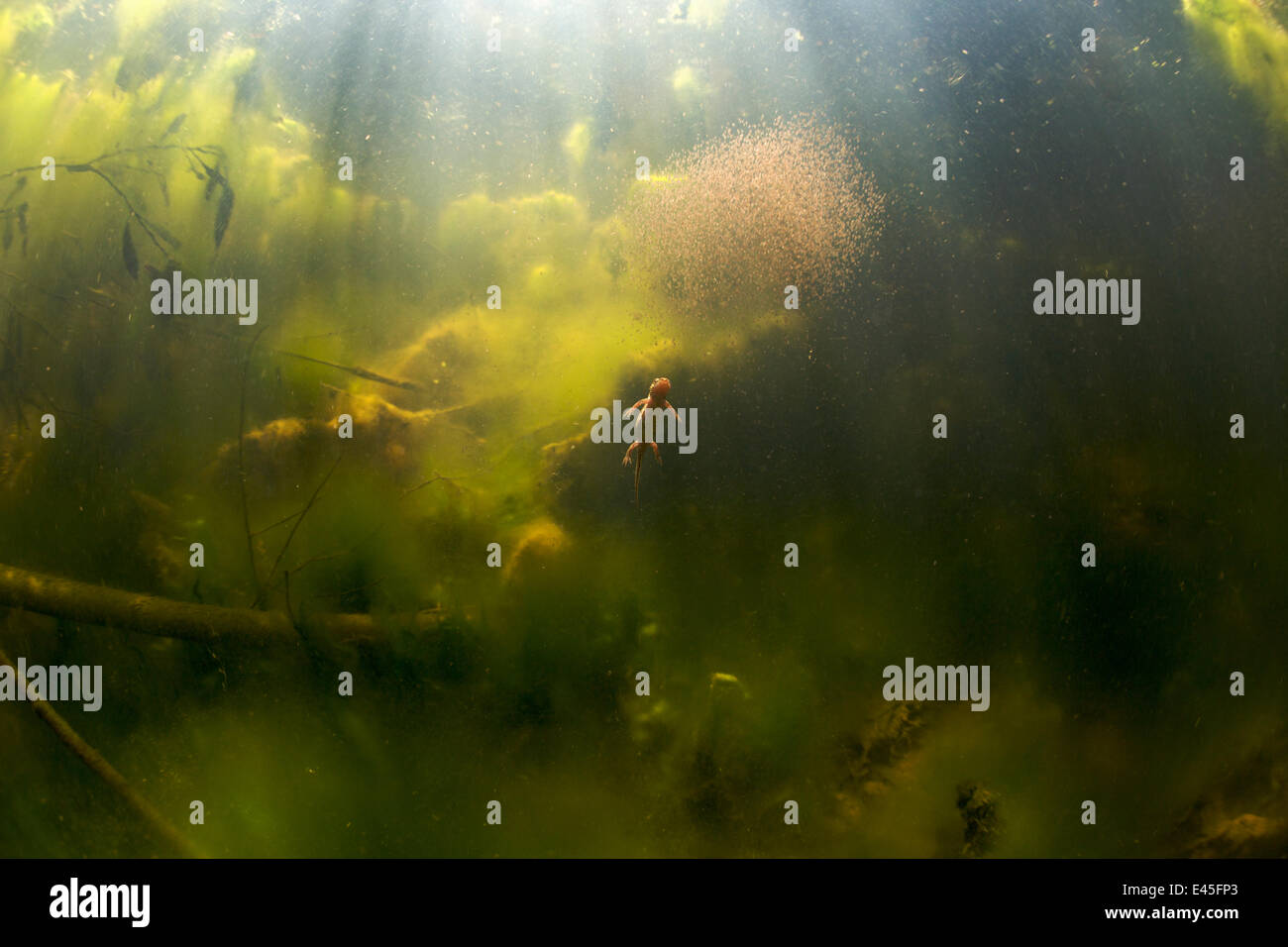 Alpine newt (Triturus alpestris) chasing a ball of Water fleas in a ...
