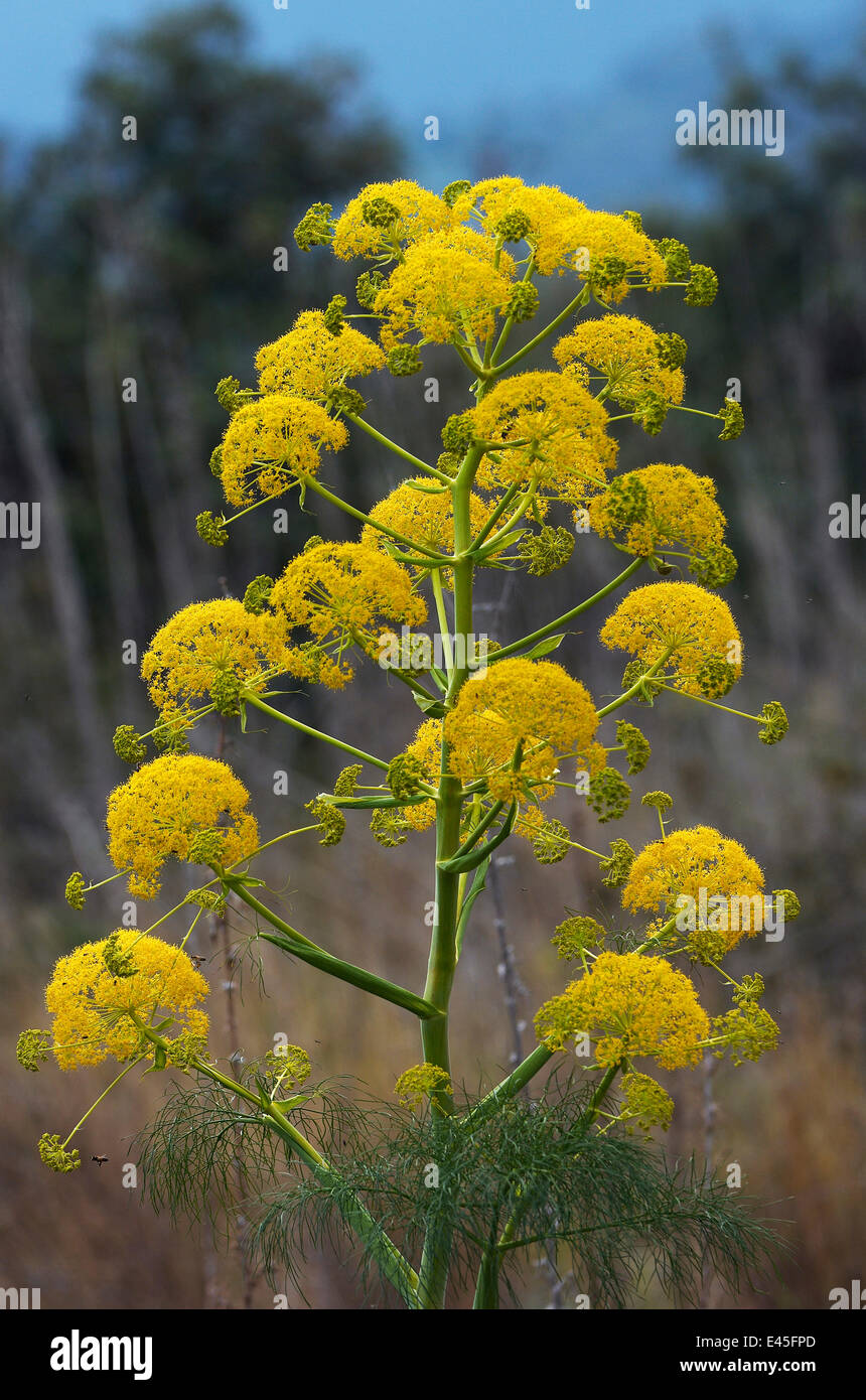 Giant fennel (Ferula communis) flower, Kaplica, Northern Cyprus, April ...