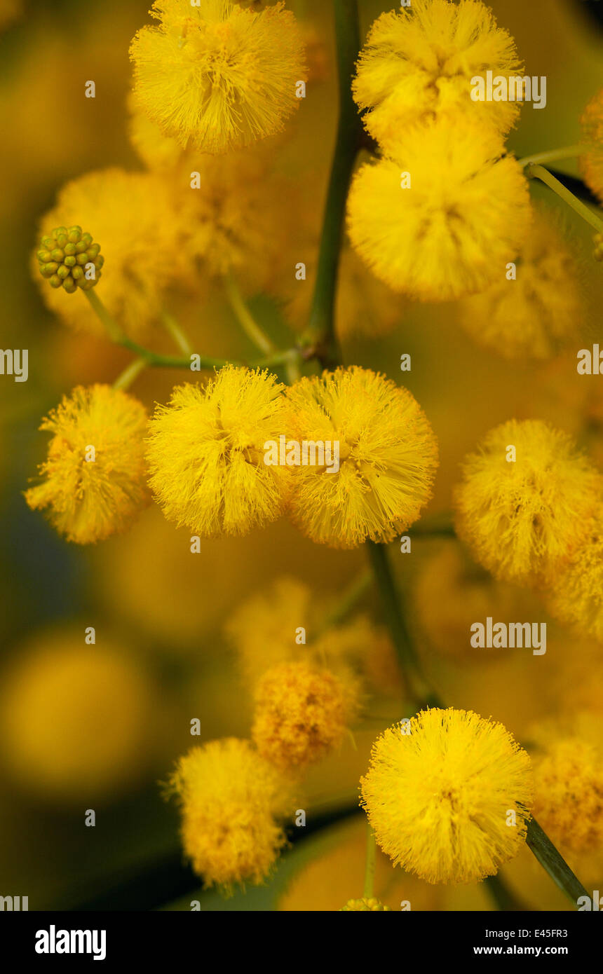 Acacia cyanophylla acacia cyanophylla hi-res stock photography and ...