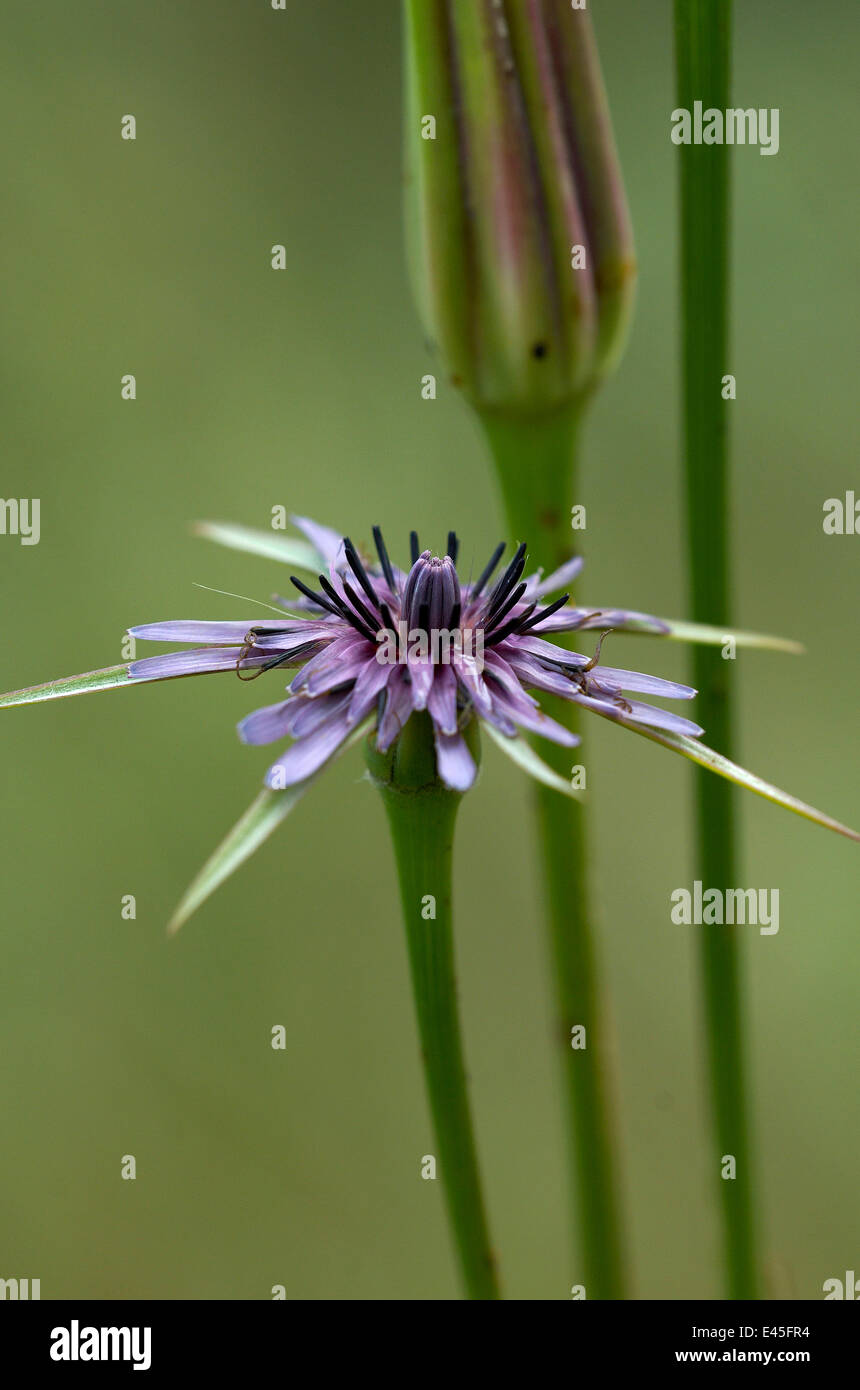Purple flowers of cyprus hi-res stock photography and images - Alamy