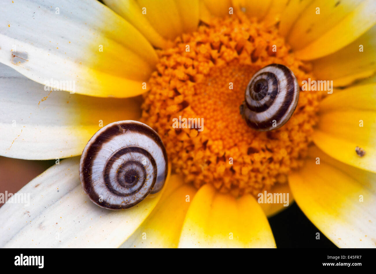 Snail shells on Crown daisy (Chrysanthemum coronarium) flower, Kritsa ...